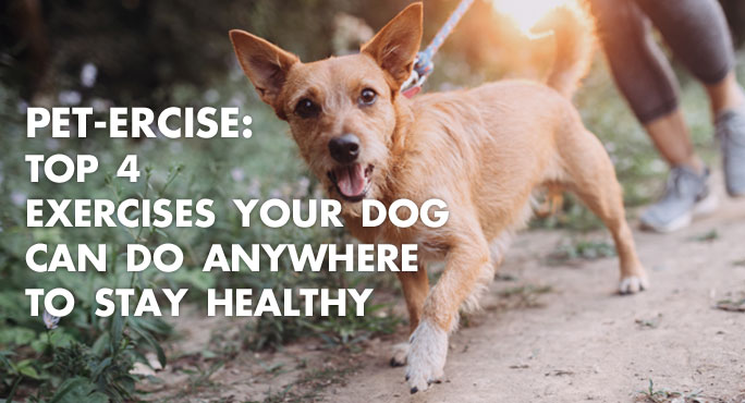 Pet-ercise: Top 4 Exercises Your Dog Can Do Anywhere to Stay Healthy