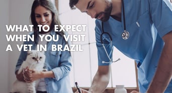 What To Expect When You Visit A Vet In Brazil