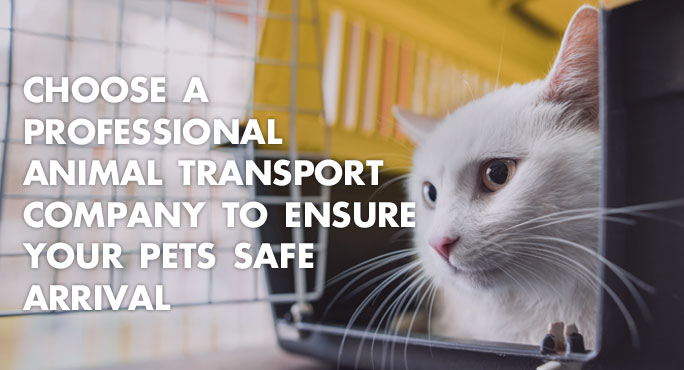 Choose a Professional Animal Transport Company For Your Pet's Safety