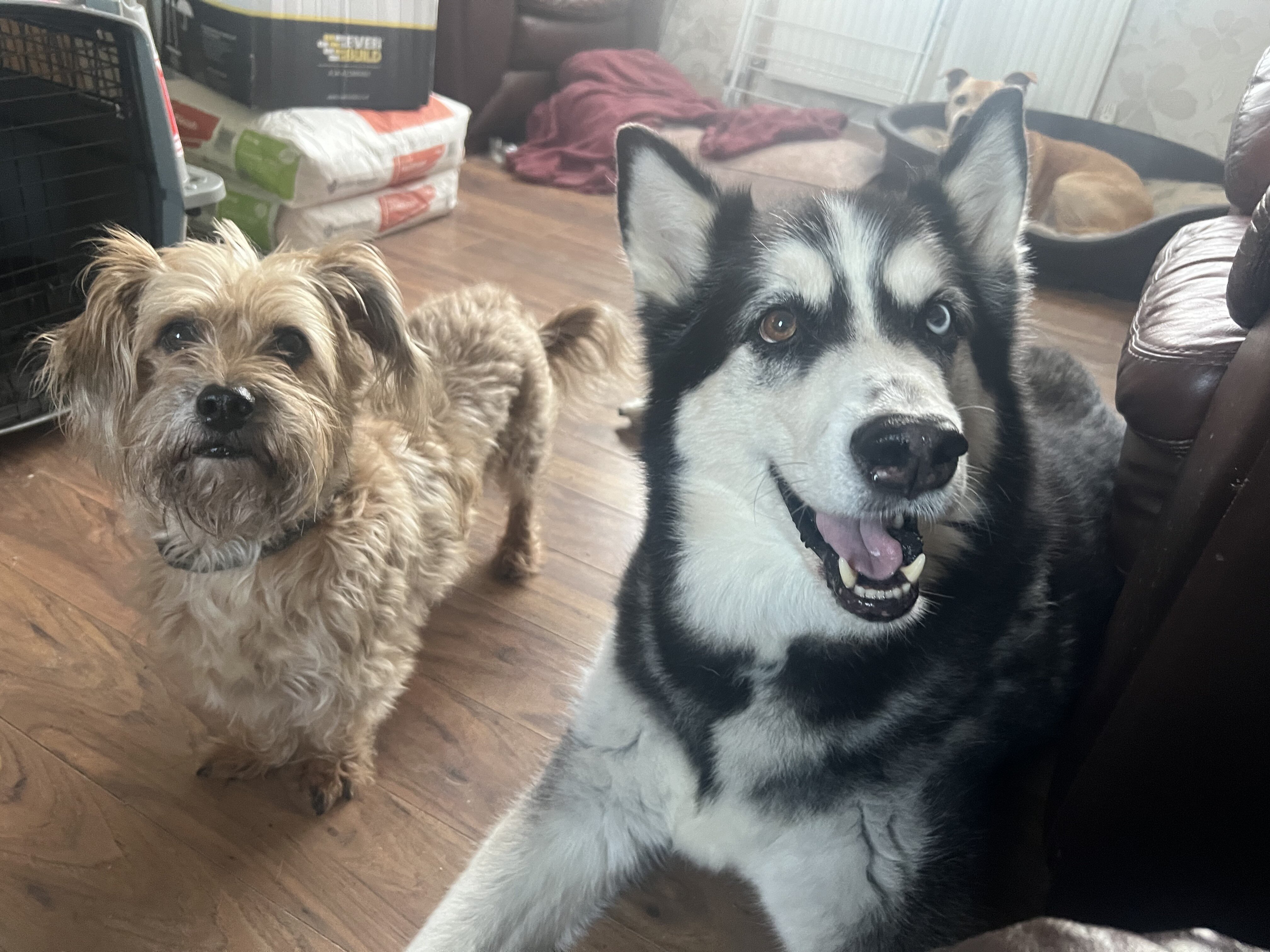 Pet Transportation Testimonials | Starwood Pet Travel