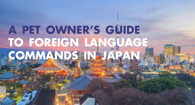 A Pet Owner's Guide to Foreign Language Commands in Japan