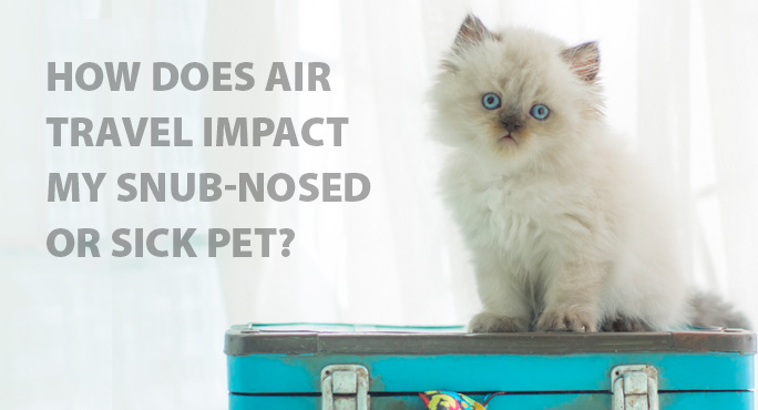 How Does Air Travel Impact My Snub-Nosed or Sick Pet?