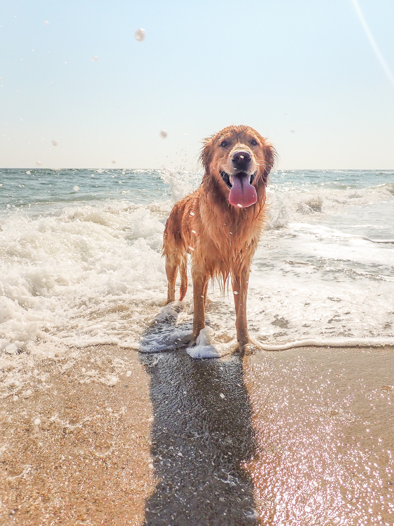 Tips for a Fun (and Safe) Time at the Beach with Your Dog