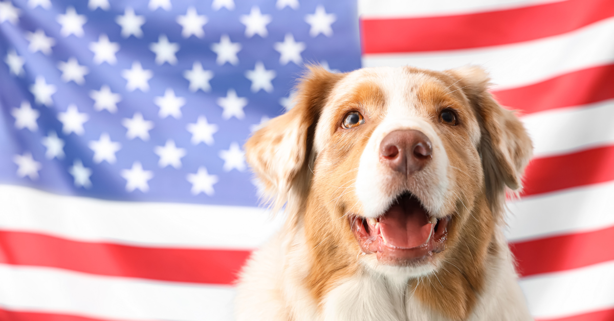 How Starwood’s $4,600 Veterans Day Donation Helps Rescue Dogs & Veterans